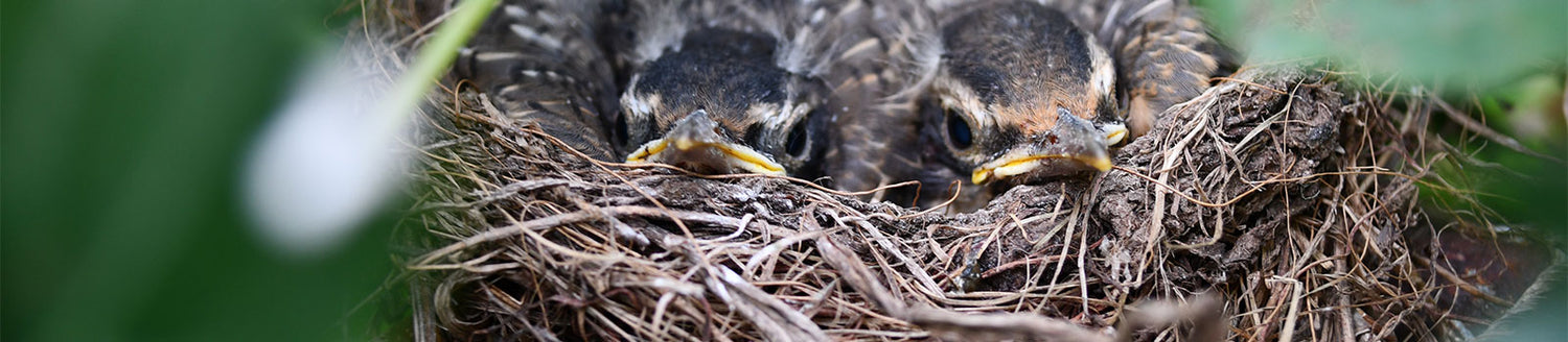 Reading the Signs of Birds Nesting - Advice – Peckish UK