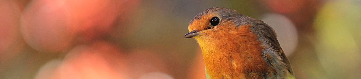 Garden Birds in April - Advice – Peckish UK