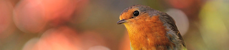 Garden Birds in April - Advice – Peckish UK