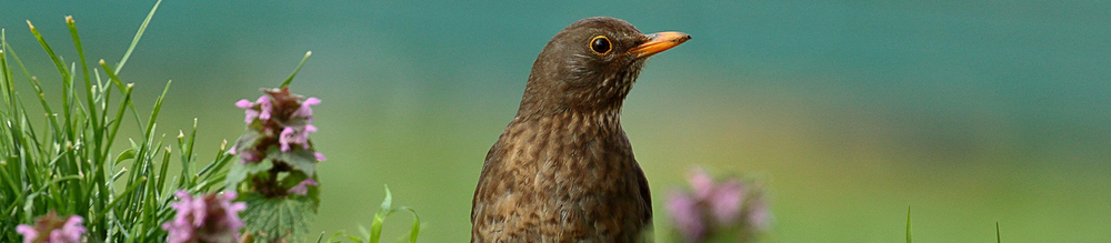 Monthly Garden Birds - Peckish Bird Care – Peckish UK