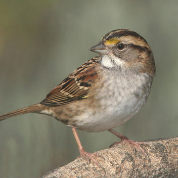 Bird Identifier Guide – Peckish UK