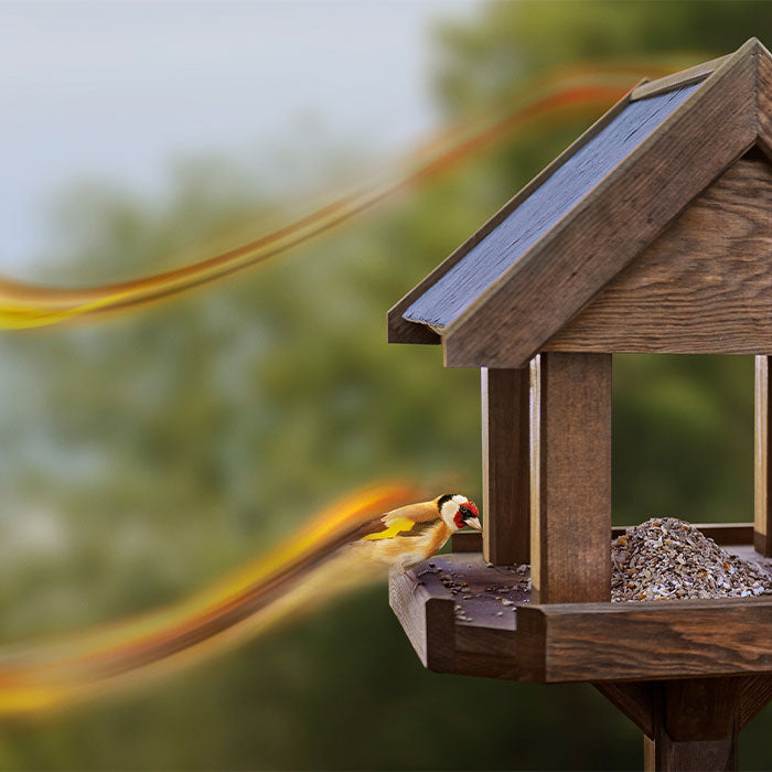 Bird Care Advice – Peckish UK