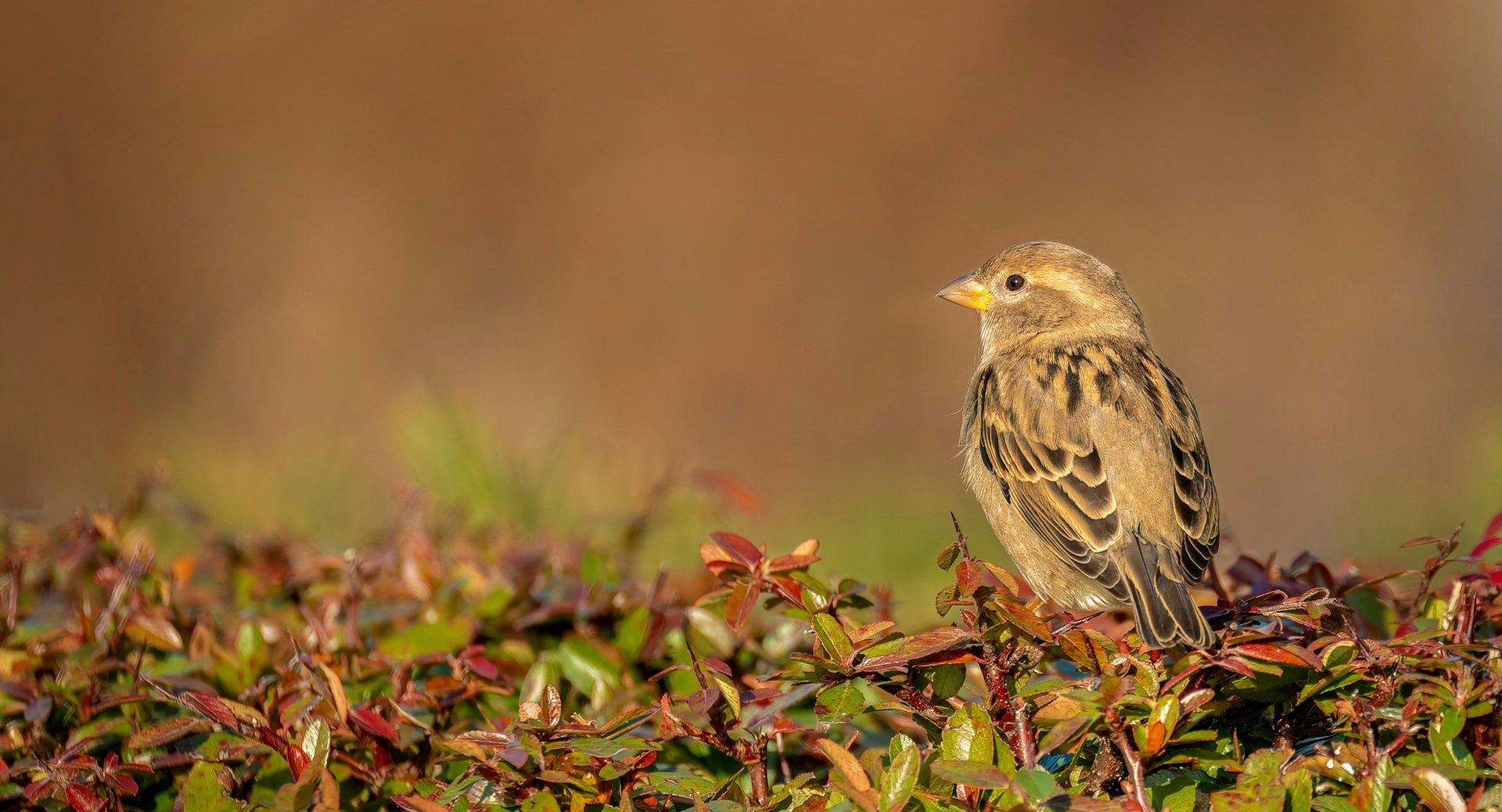 Peckish Hedge Pledge – Peckish UK
