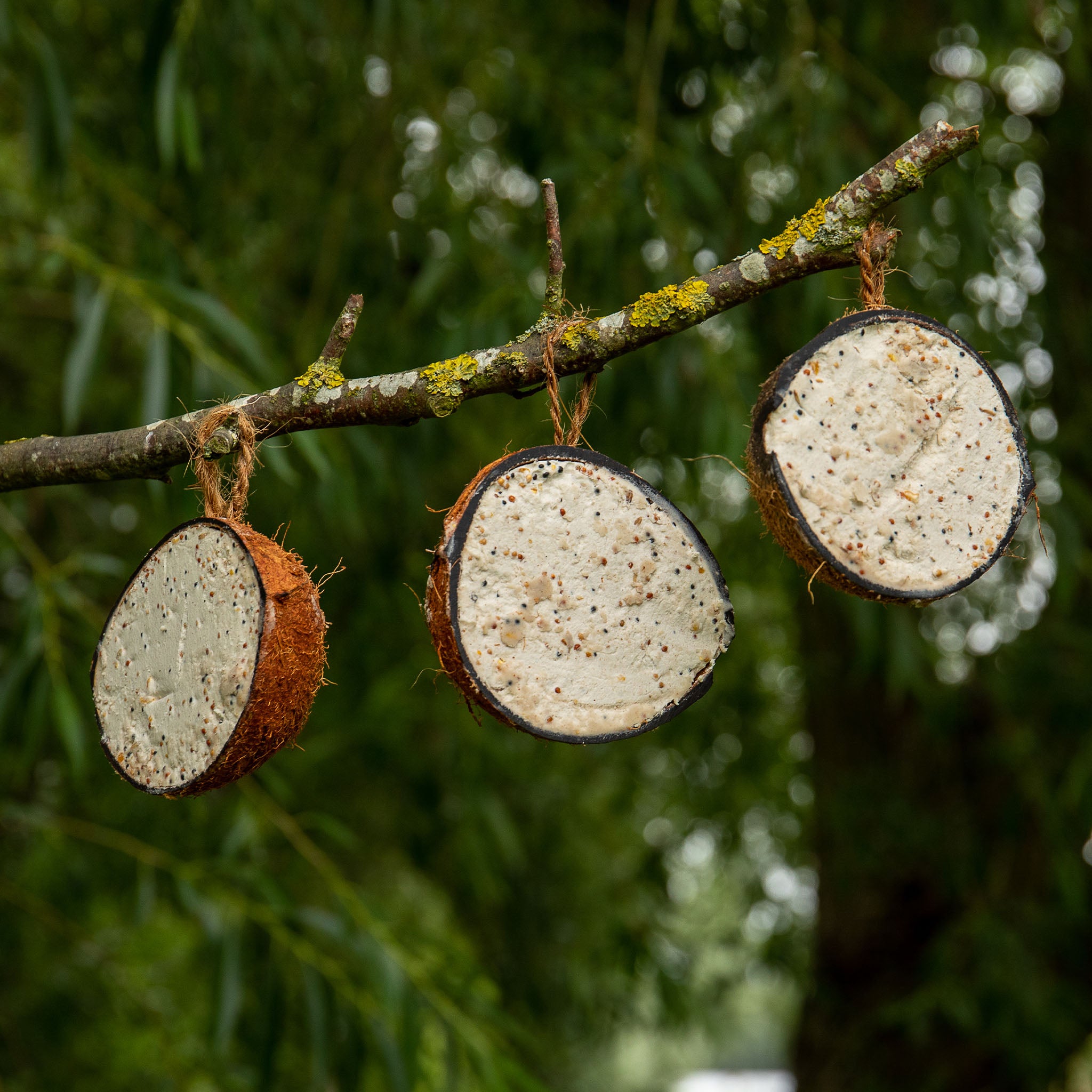 Peckish Natural Balance Coconut Feeders - Wild Bird Food – Peckish UK